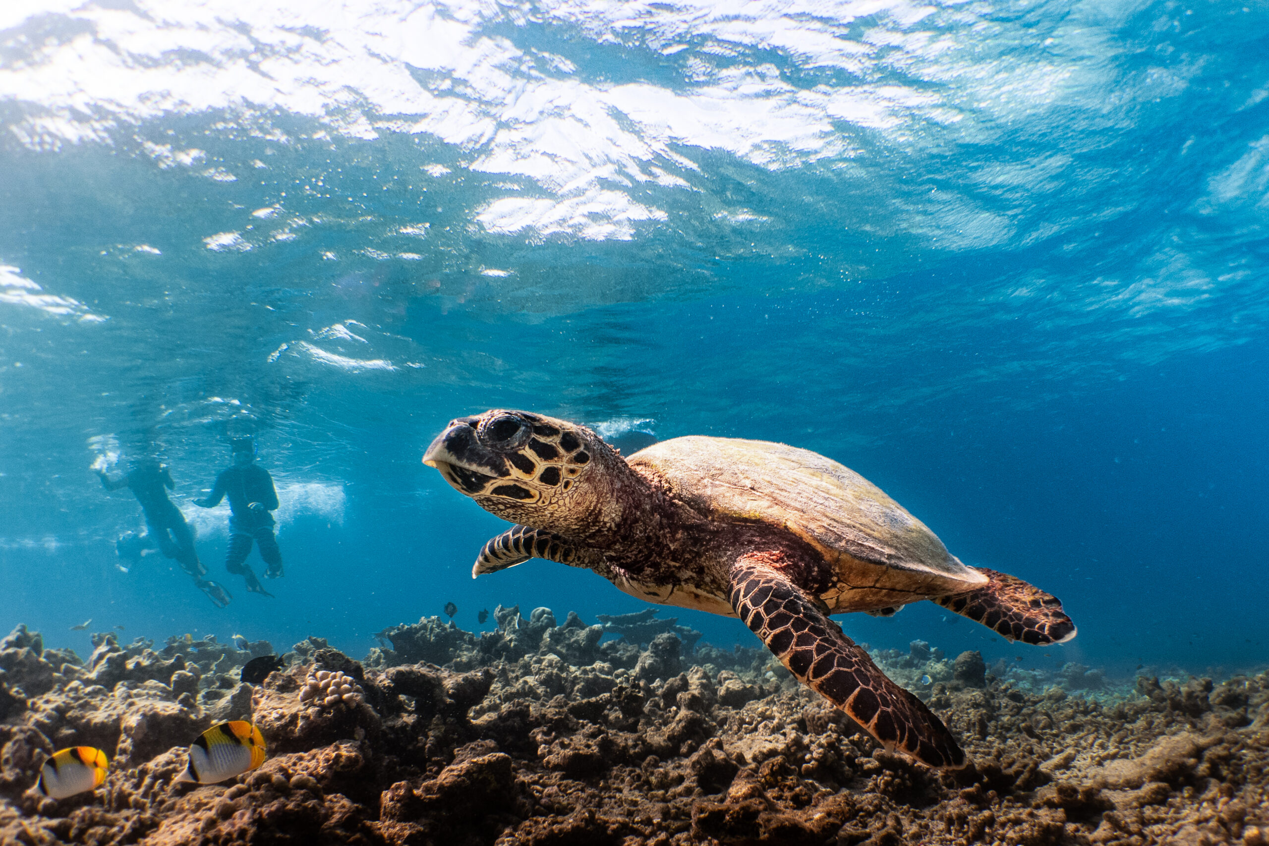 Swim with Turtles, Sail with Dolphins: An Oceanic Adventure at ...